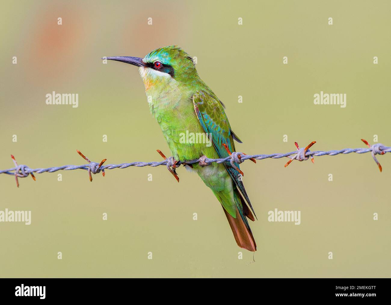 Blue chick green bee eater, Merops orientalis, Satara, Maharashtra ...