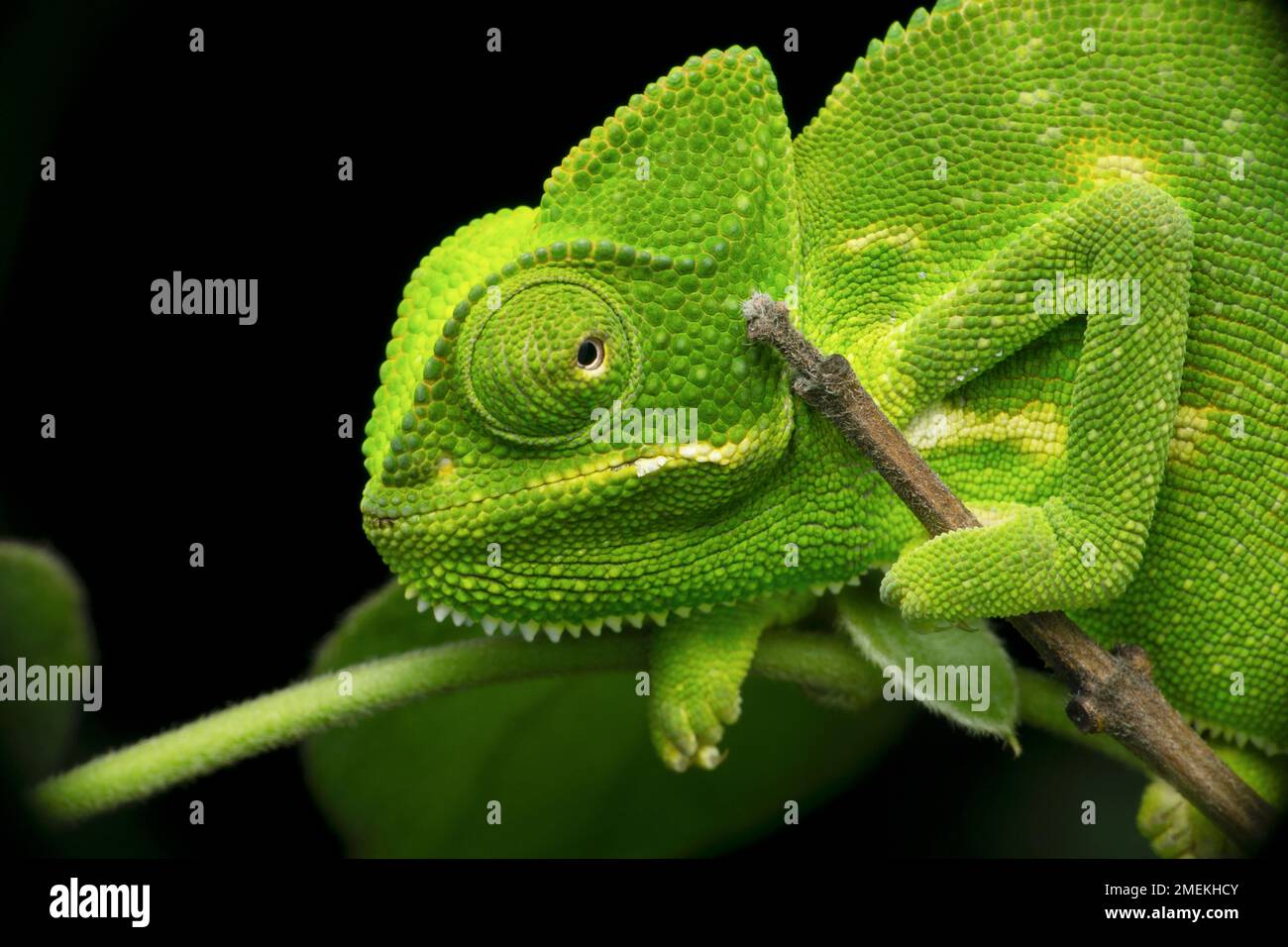 Indian chameleon, Chamaeleo zeylanicus, Satara, Maharashtra, India ...
