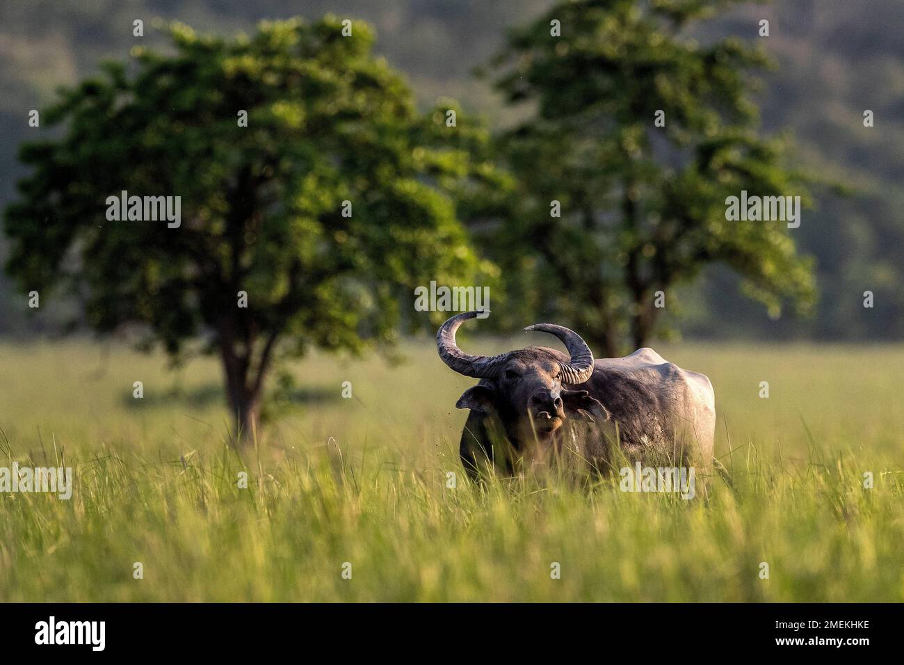 A wild buffalo grazes inside Pobitora wildlife sanctuary on the ...