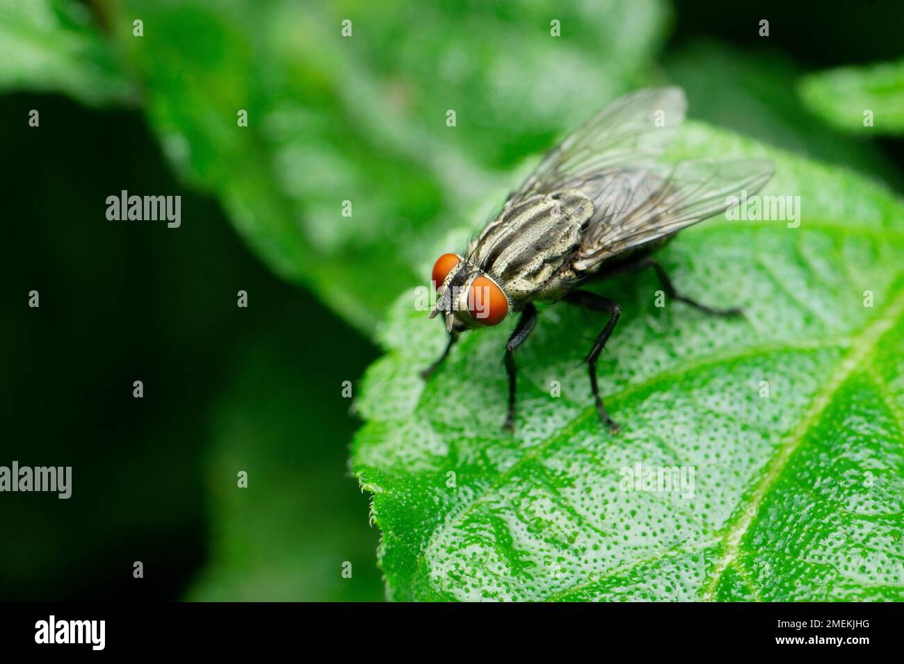 Indian house fly species hi-res stock photography and images - Alamy
