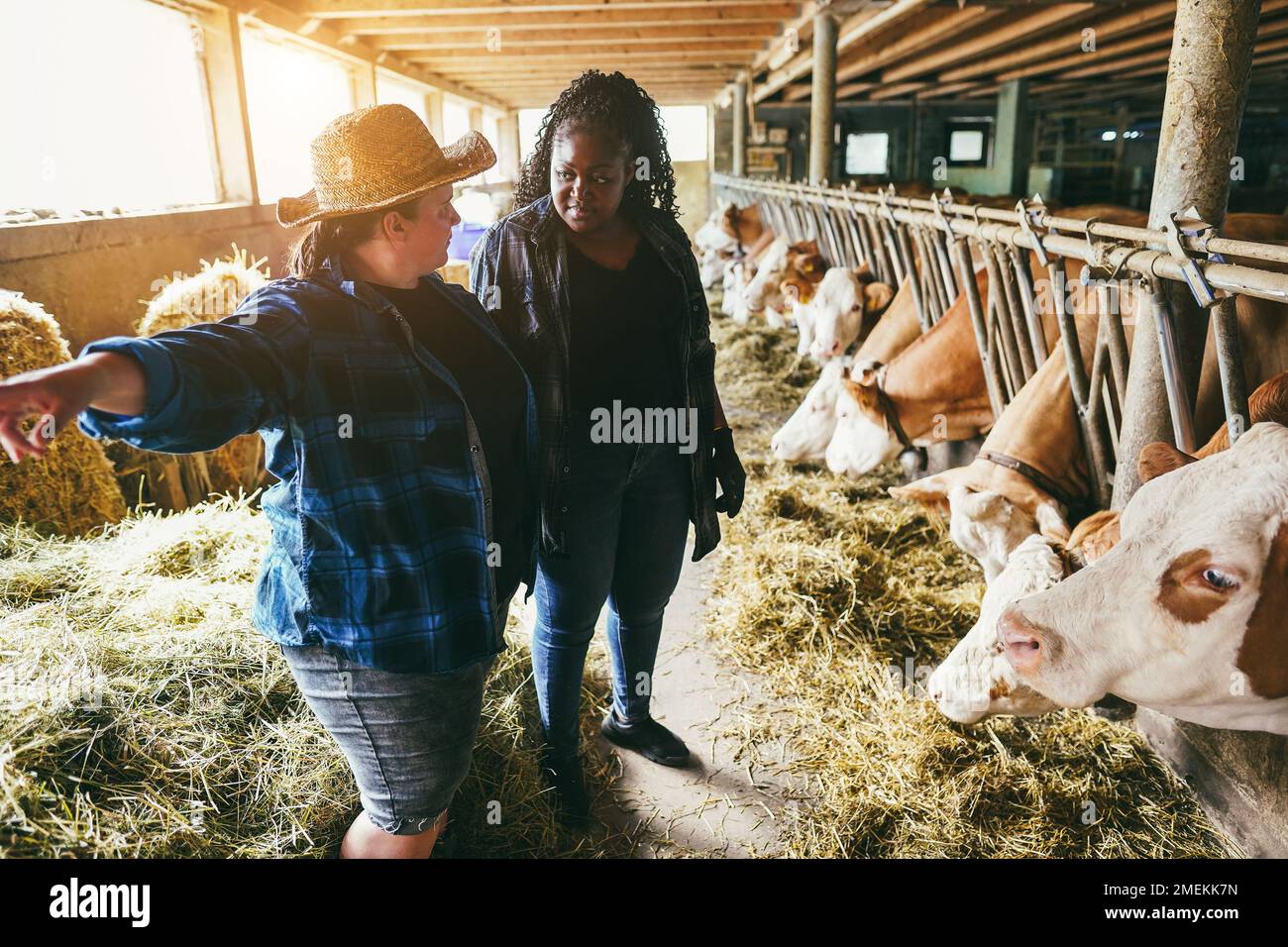 Young multiracial farmer people working together inside cowshed - Soft ...