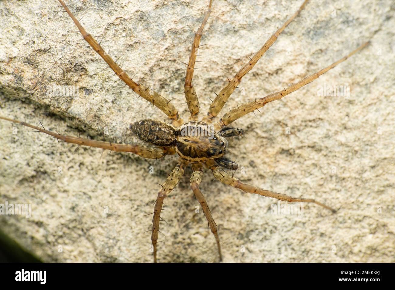 Indian wolf spider hi-res stock photography and images - Alamy