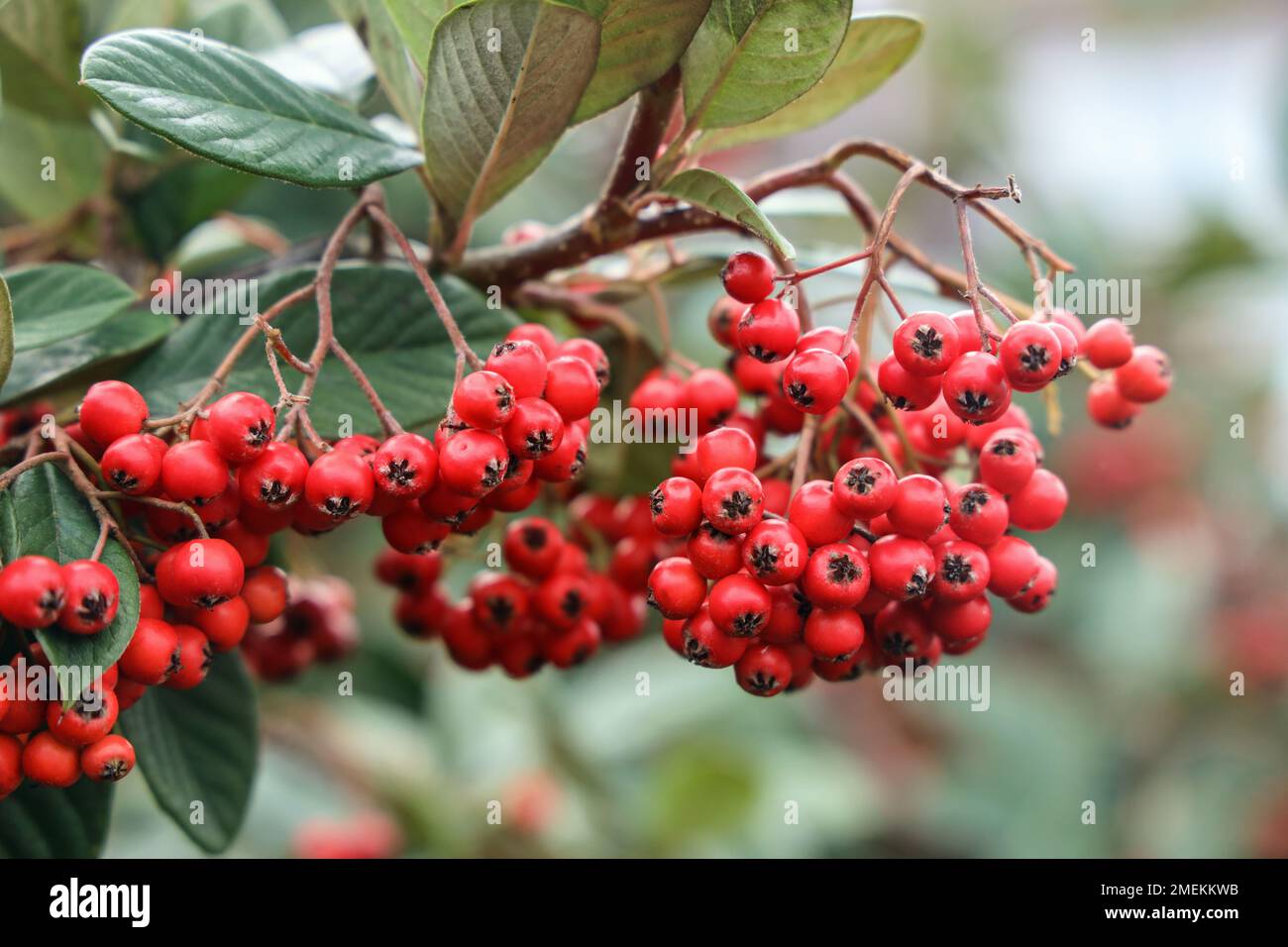 Rich red berries of a cotoneaster bush growing on a railway cutting in ...