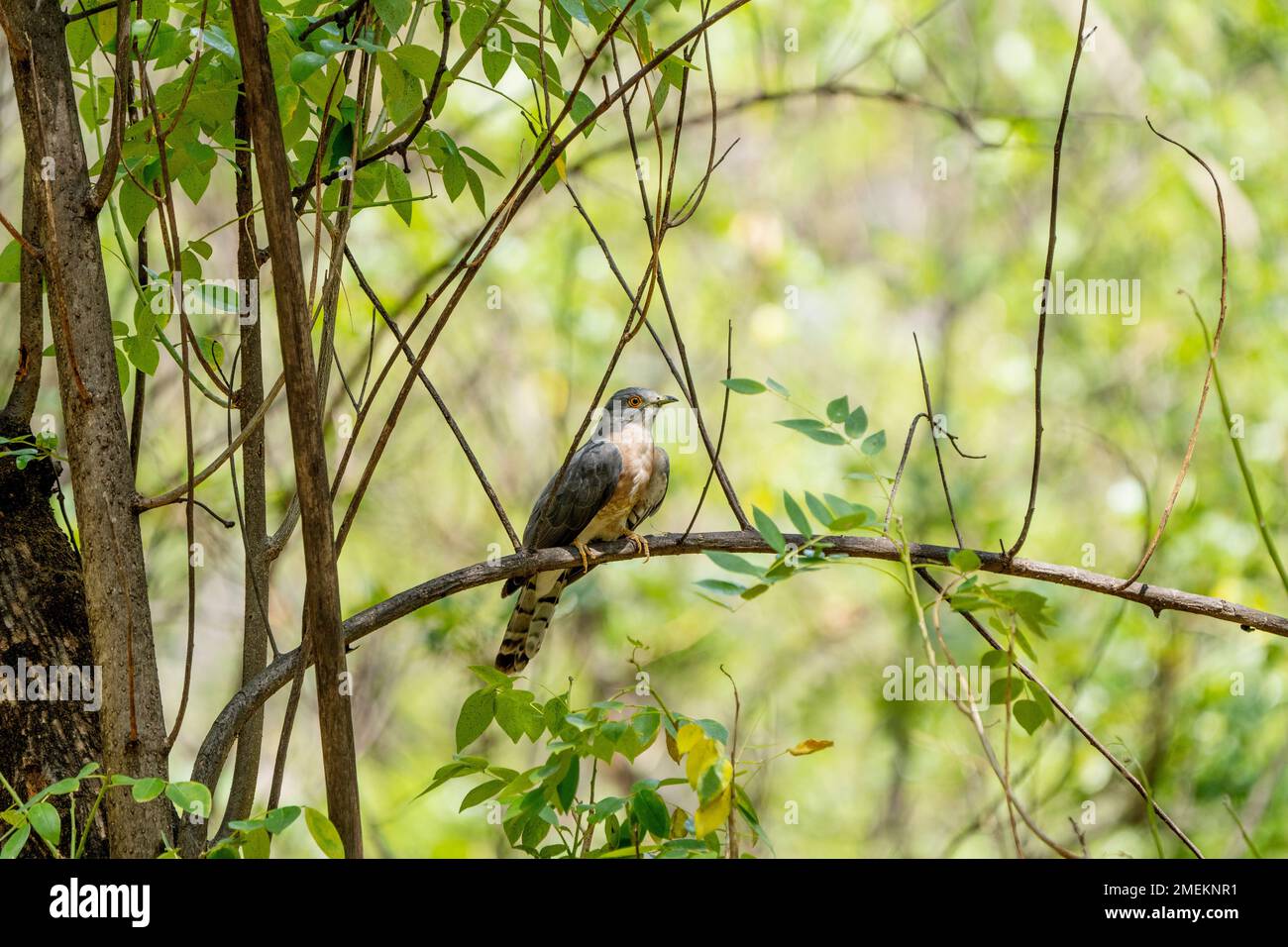 Common hawk-cuckoo, Hierococcyx varius, popularly known as the ...