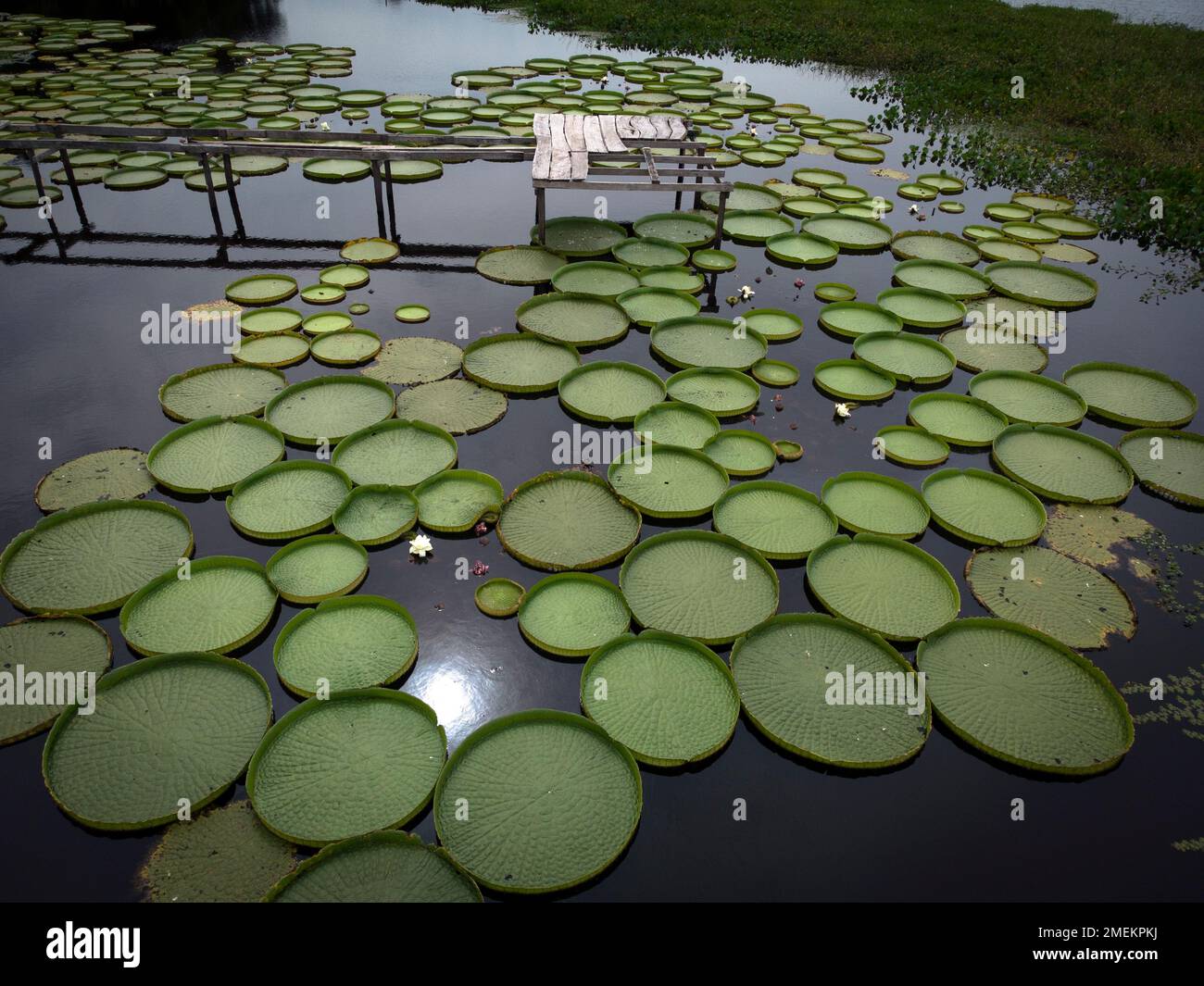 Later lilies, known as "Yacare Yrupe," or Victoria Cruziana float ...