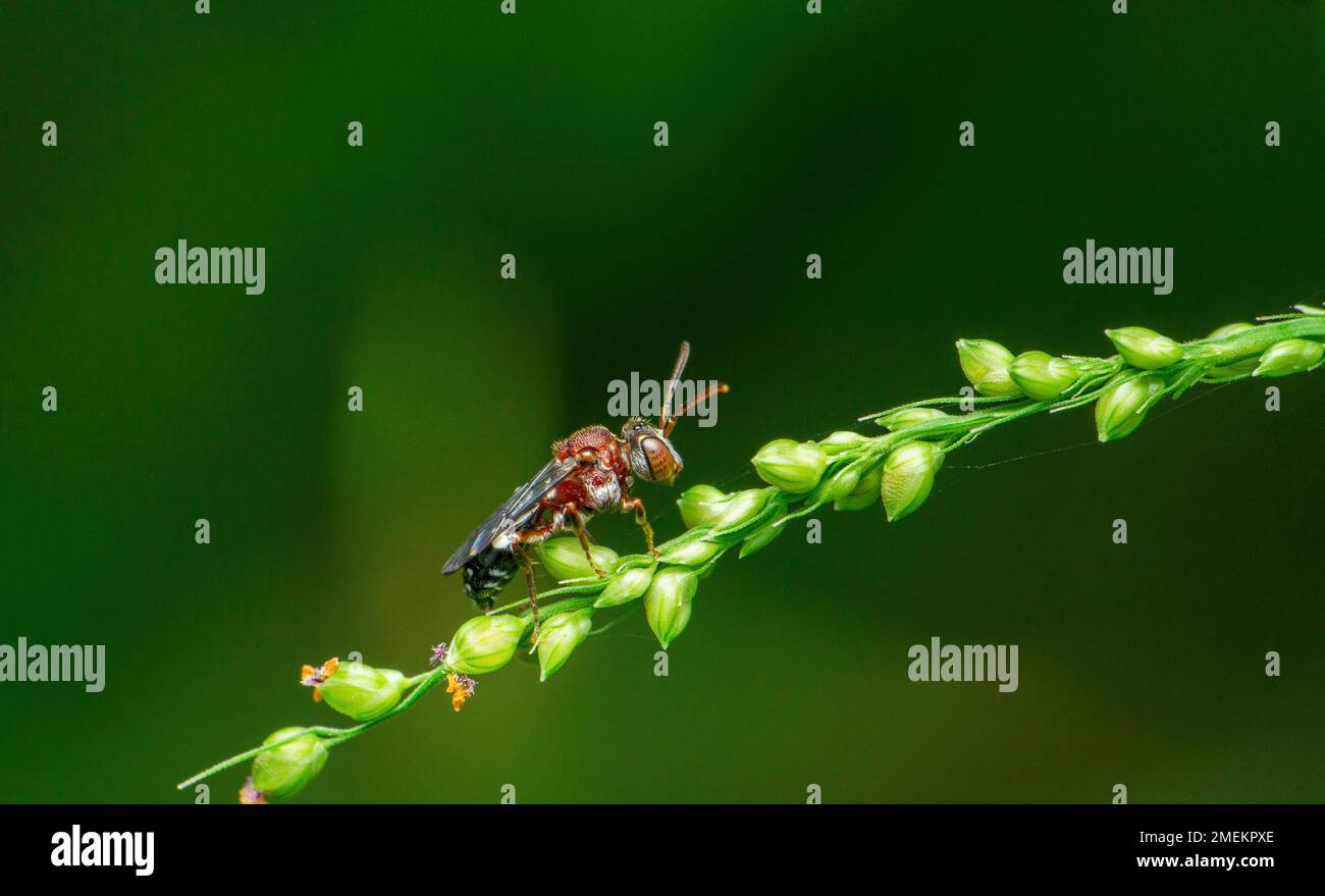 Parasitoid wasp, Satara, Maharashtra, India Stock Photo - Alamy