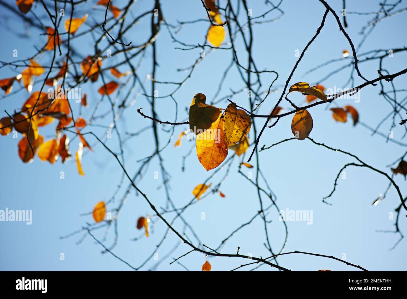 A low-angle view of orange leaves found growing on a tree in autumn ...