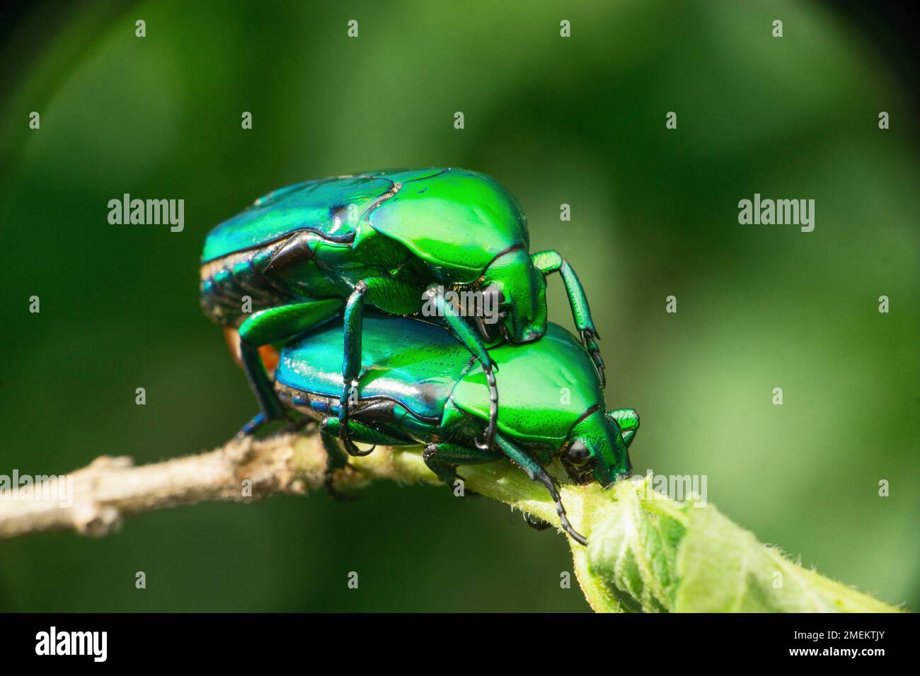 Green jewel beetle, Satara, Maharashtra, India Stock Photo - Alamy