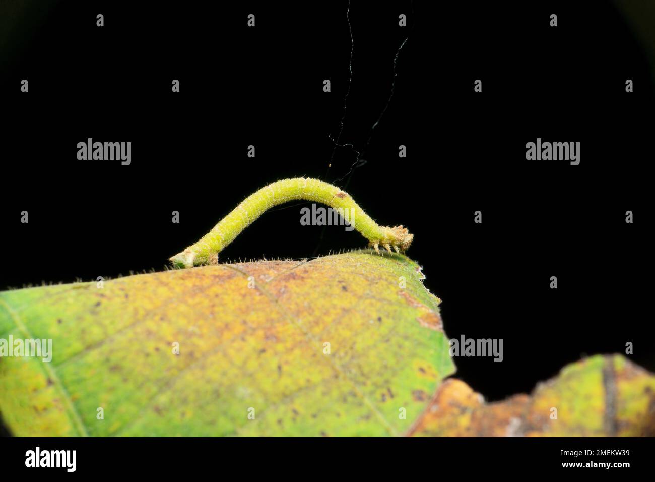 Moth Caterpillar, Satara, Maharashtra, India Stock Photo - Alamy