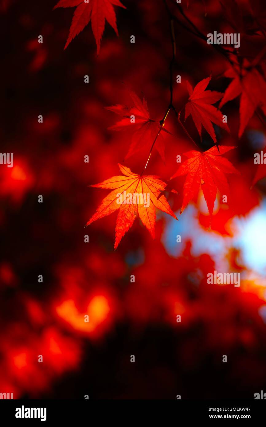 A vertical closeup shot of orange maple leaves found growing on a tree ...