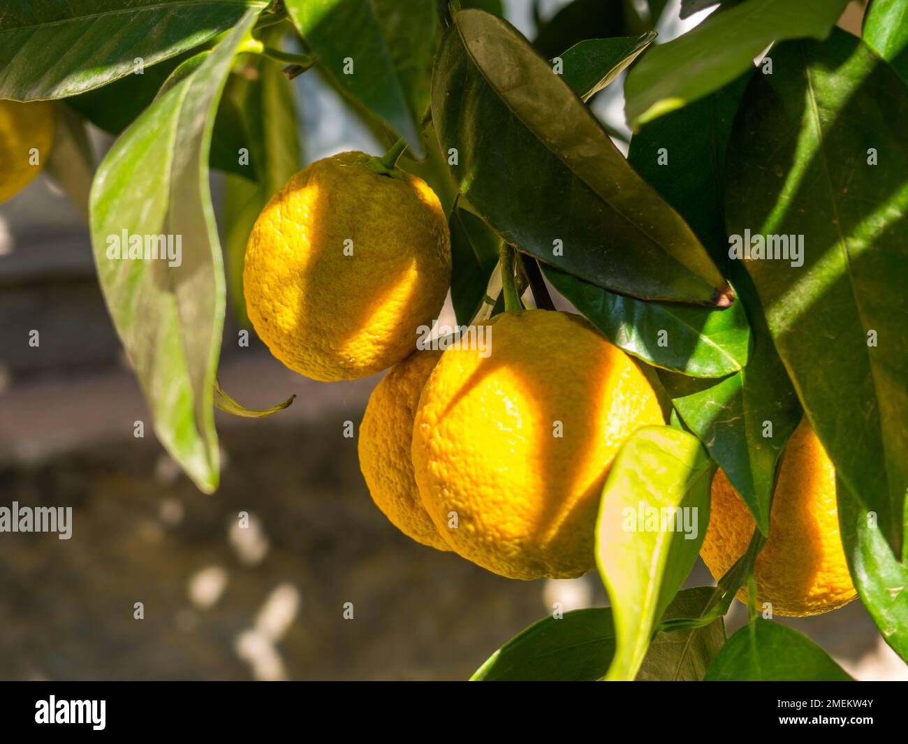 Anticipation of harvest hi-res stock photography and images - Alamy