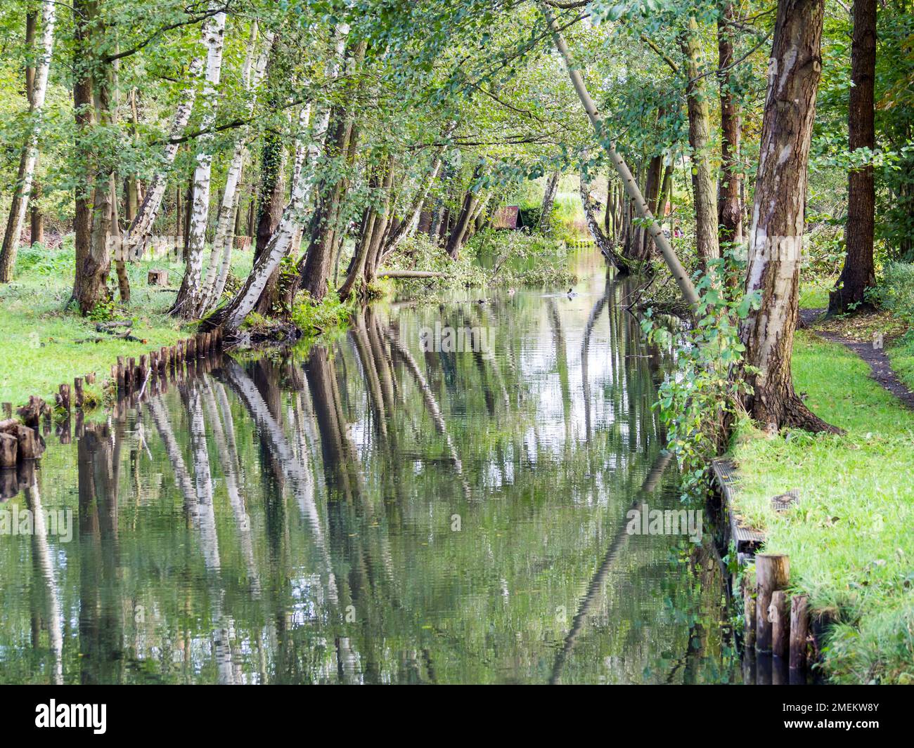 Nature in the Spreewald in Germany Stock Photo - Alamy