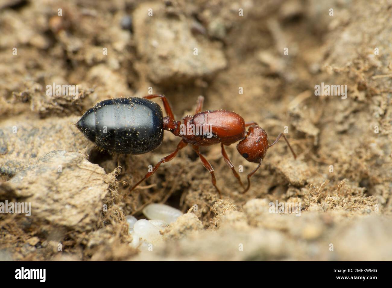 Queen Red Ant Ant Wikipedia