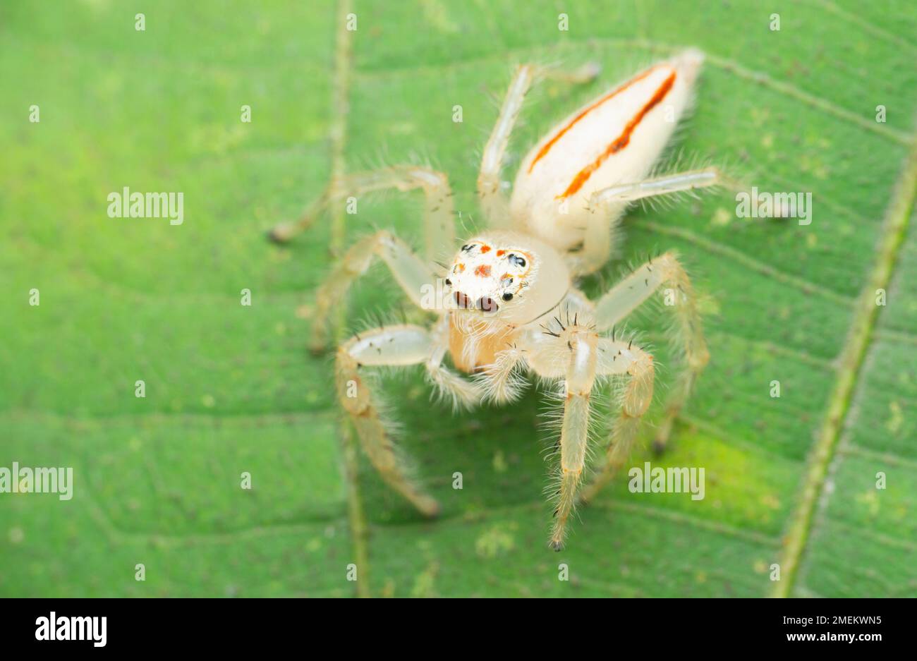 Two striped jumping spider, Satara, Maharashtra, India Stock Photo - Alamy