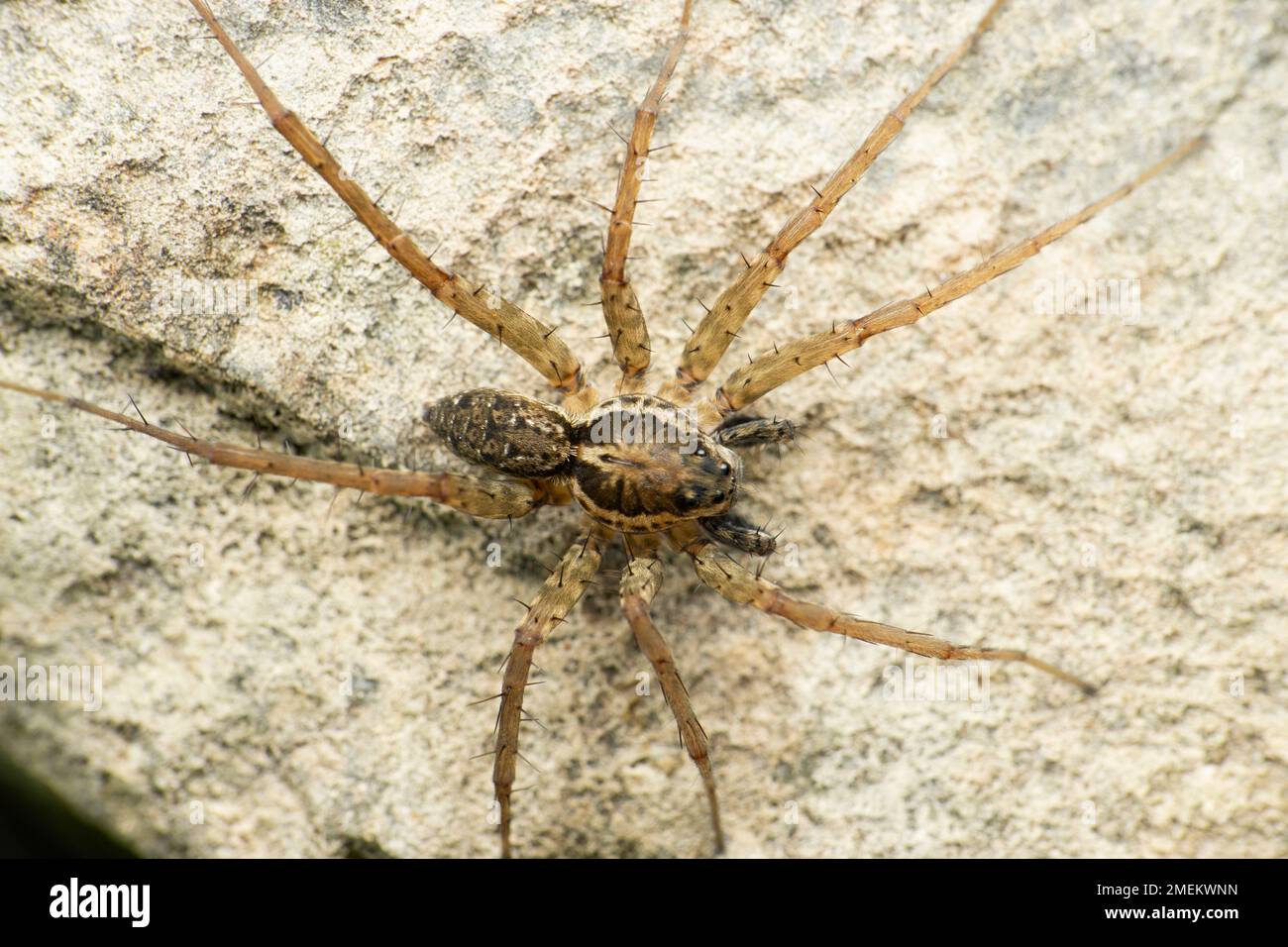 Indian wolf spider hi-res stock photography and images - Alamy