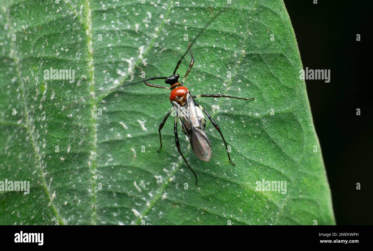 Stink bug species, Satara, Maharashtra, India Stock Photo - Alamy
