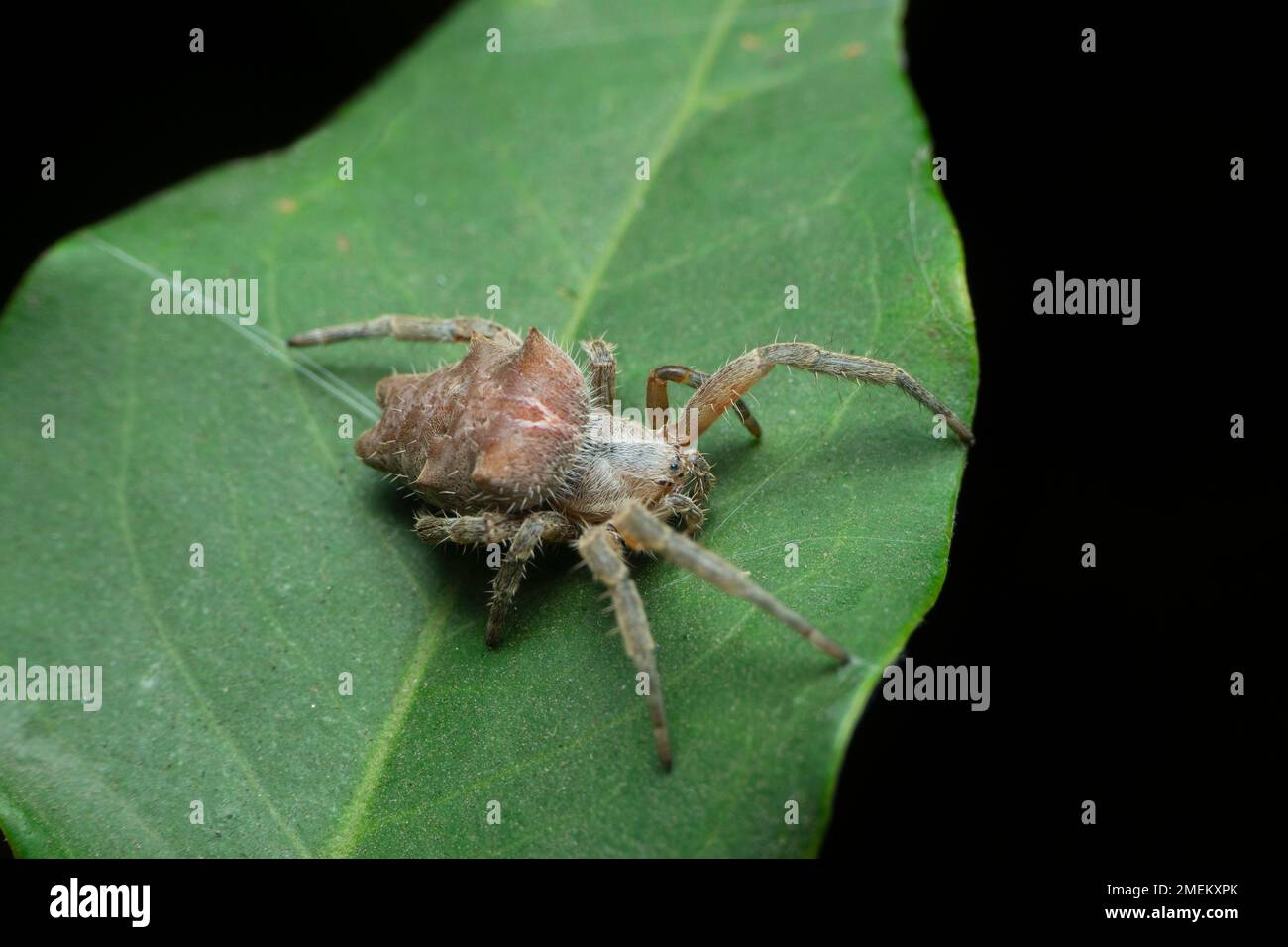 Orb weaver spider species hi-res stock photography and images - Alamy