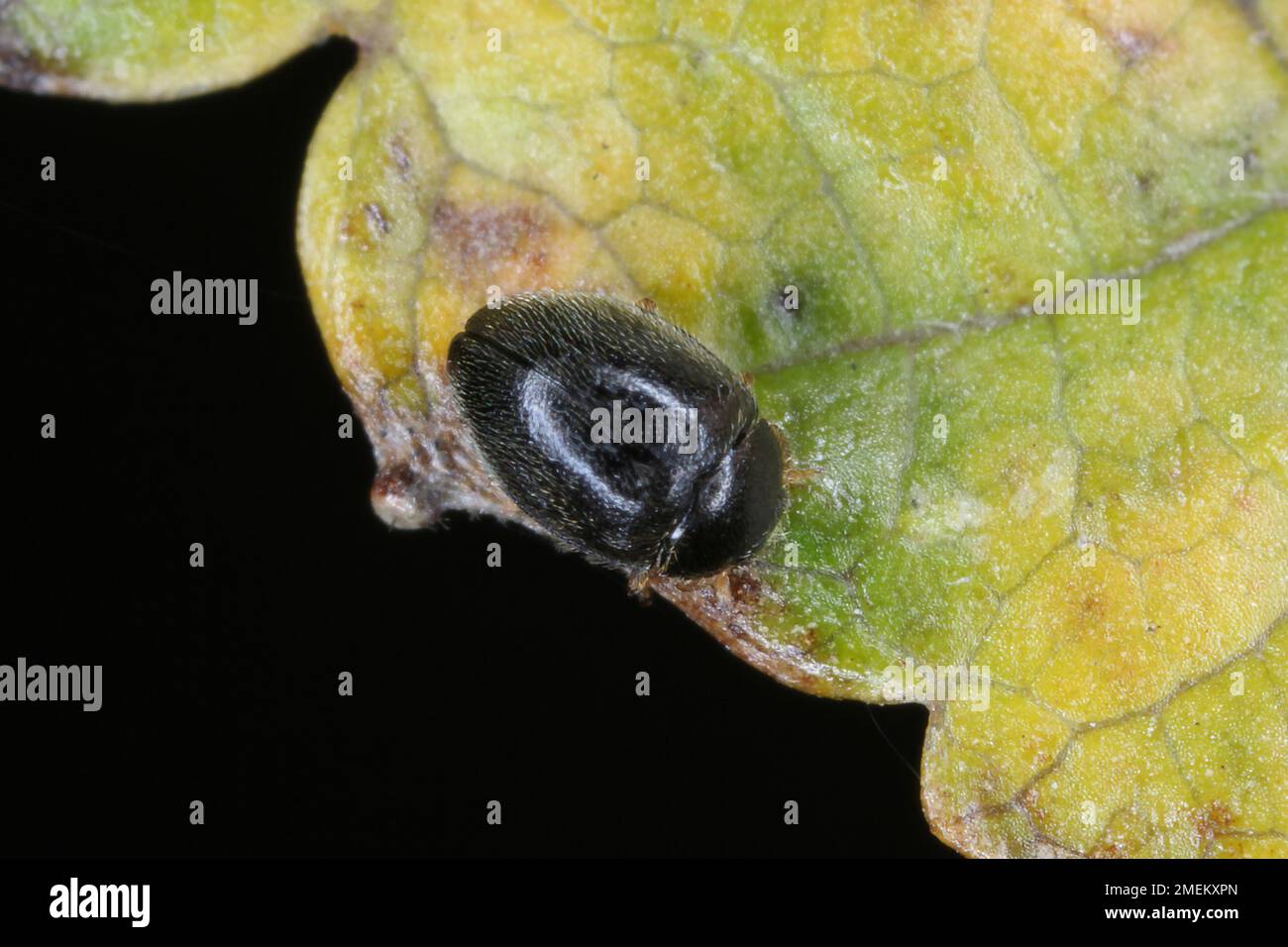 Stethorus punctillum (Coccinellidae) is a Spider mite (Tetranychidae ...