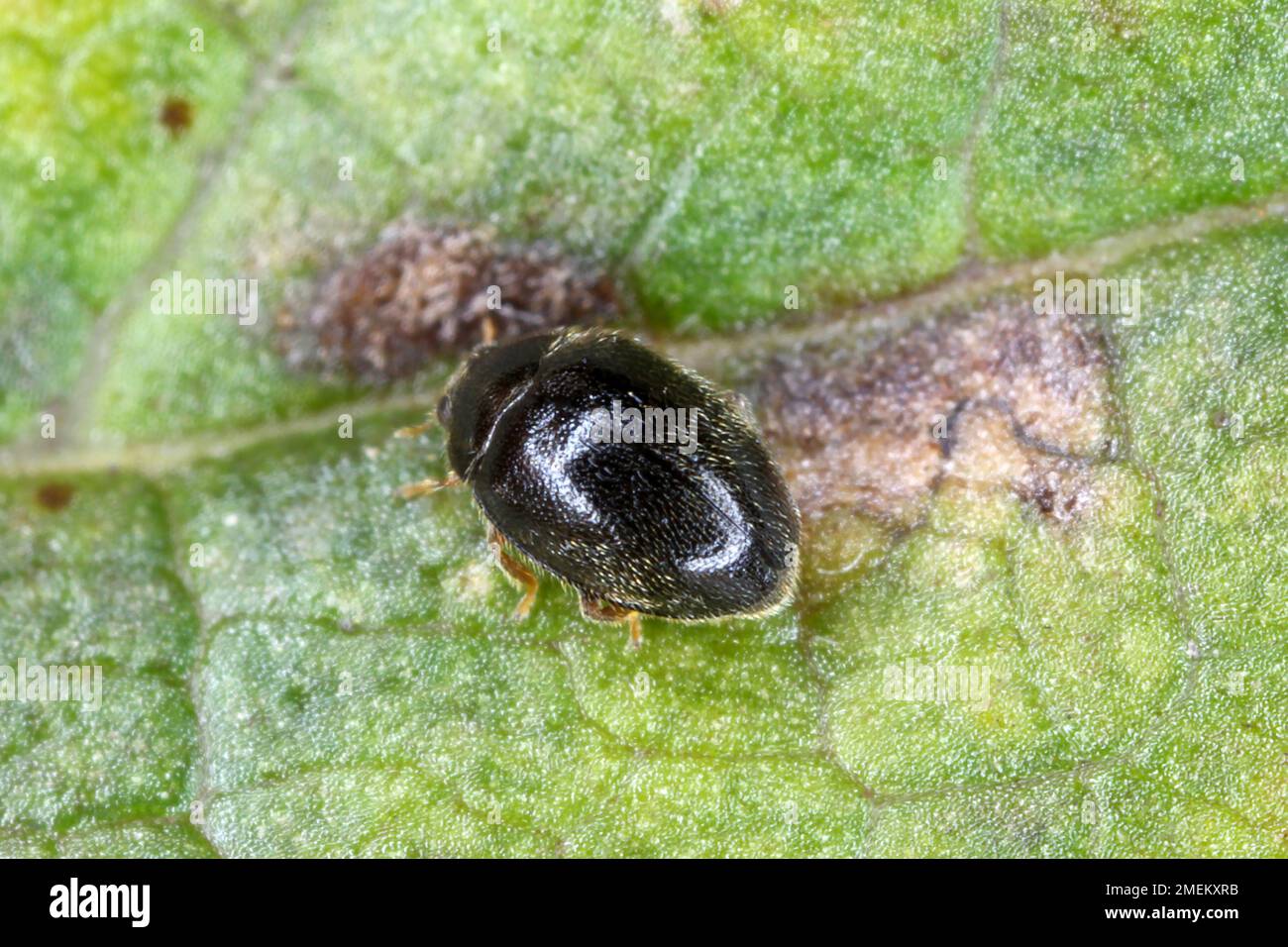Stethorus punctillum (Coccinellidae) is a Spider mite (Tetranychidae ...