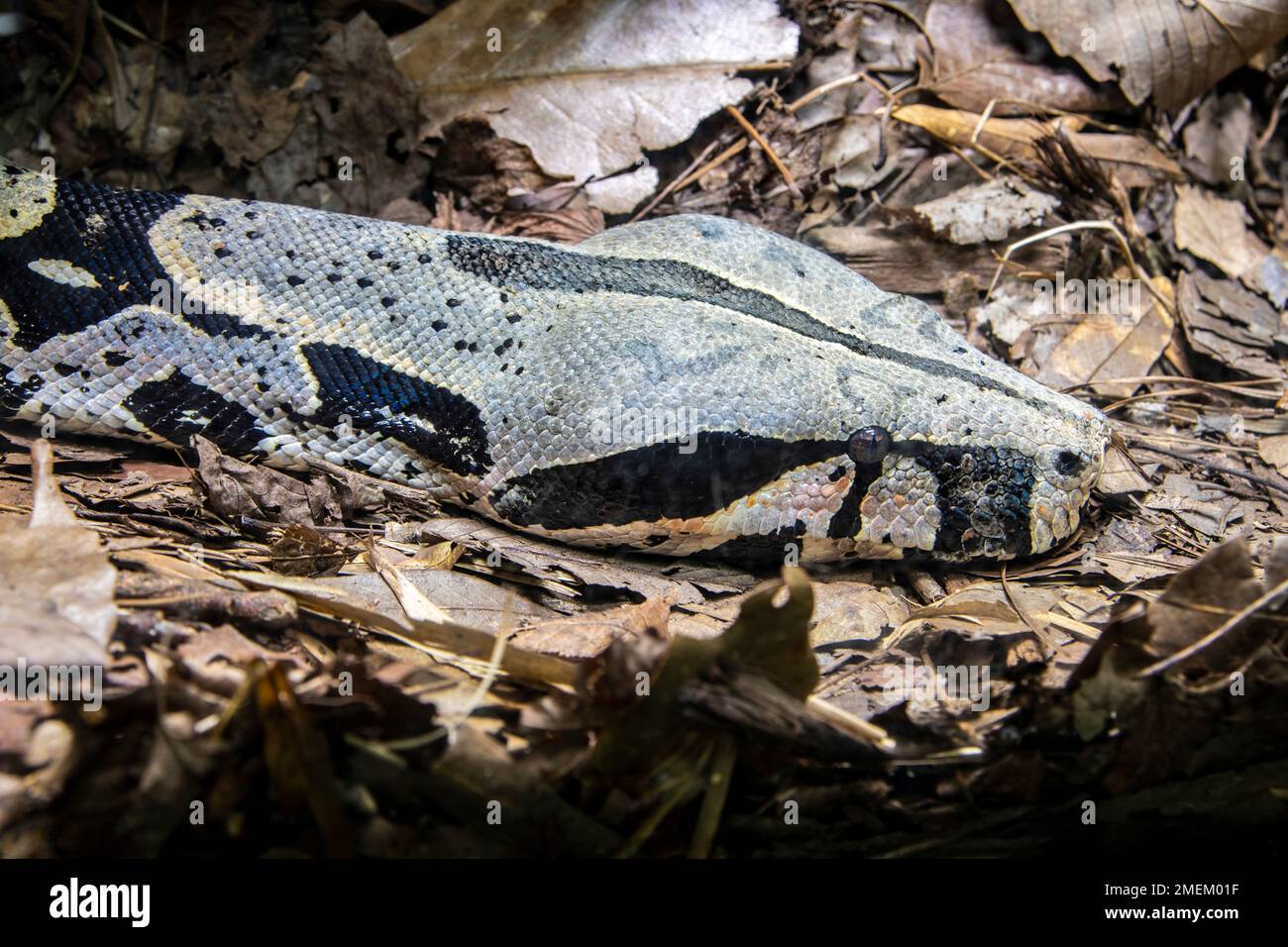 The closeup image of red-tailed boa (Boa constrictor) head. It is a ...