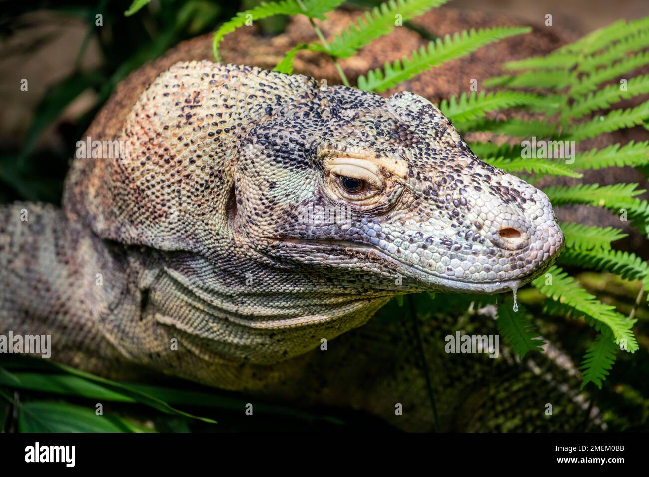 The closeup image of Komodo dragon. it is also known as the Komodo ...