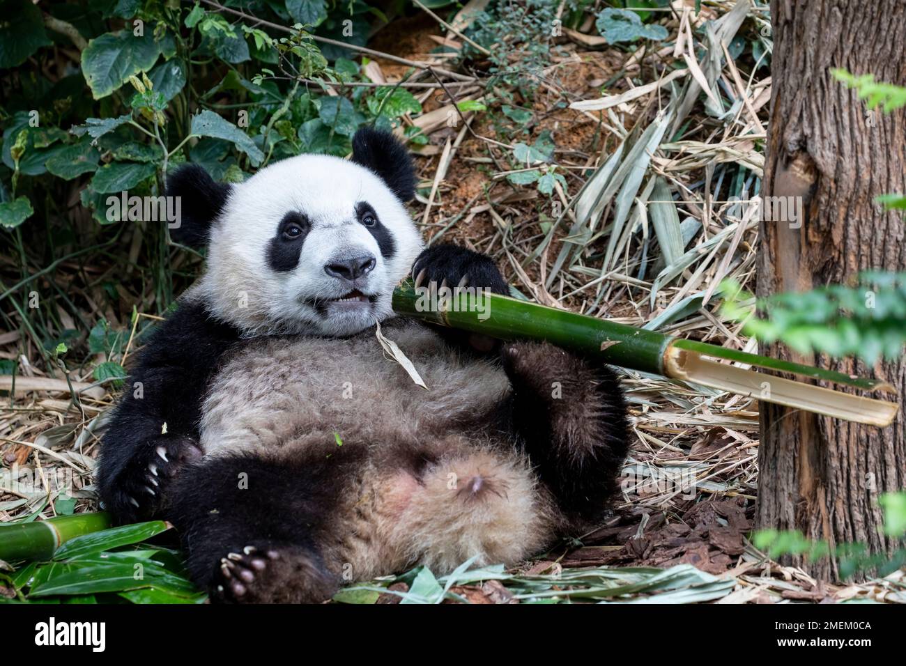 The baby giant panda "Lele" (Ailuropoda melanoleuca) is lying down in ...