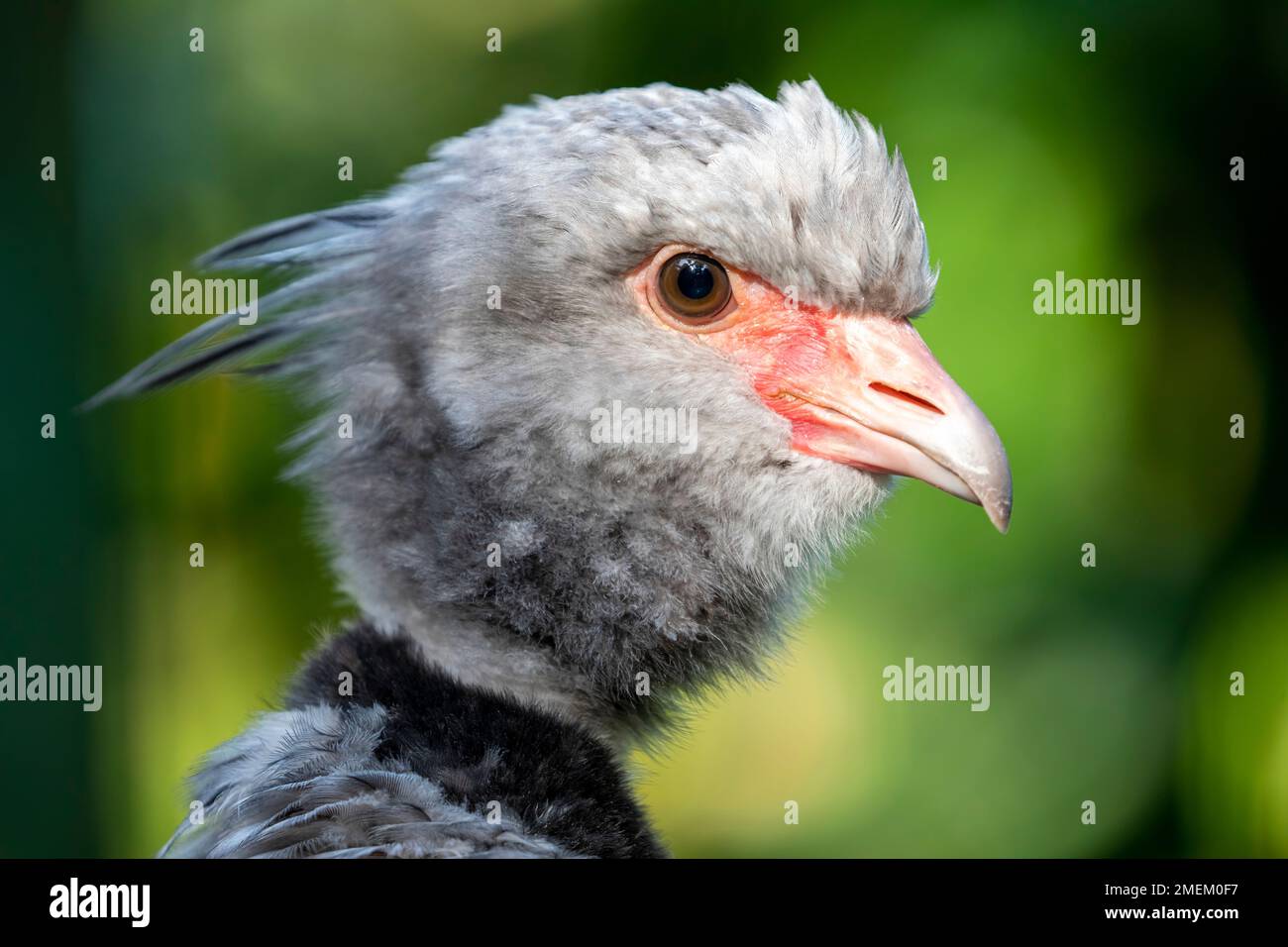 The southern screamer (Chauna torquata) is a species of bird in family ...