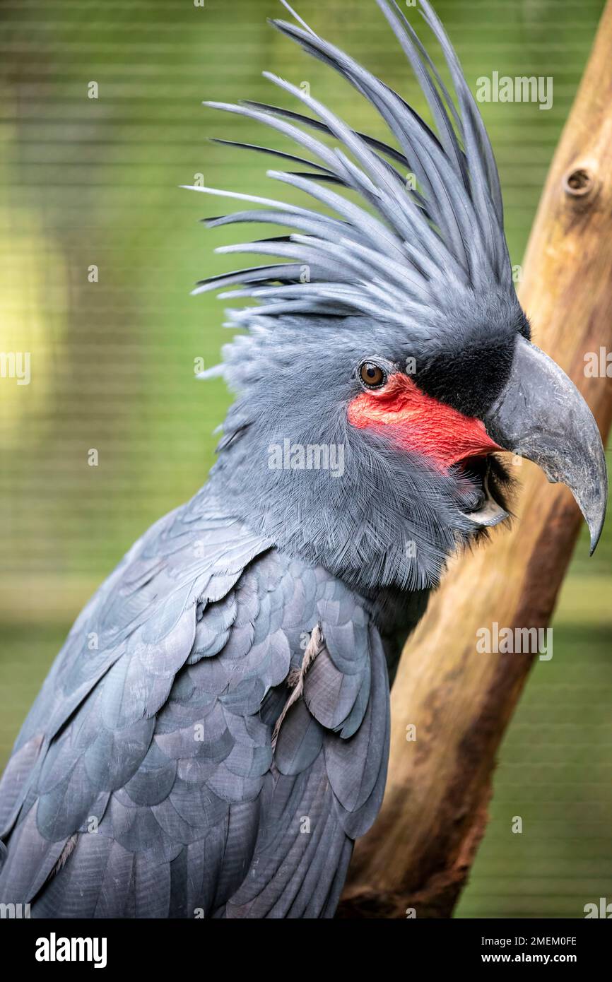 The palm cockatoo (Probosciger aterrimus) is a large smoky-grey or ...