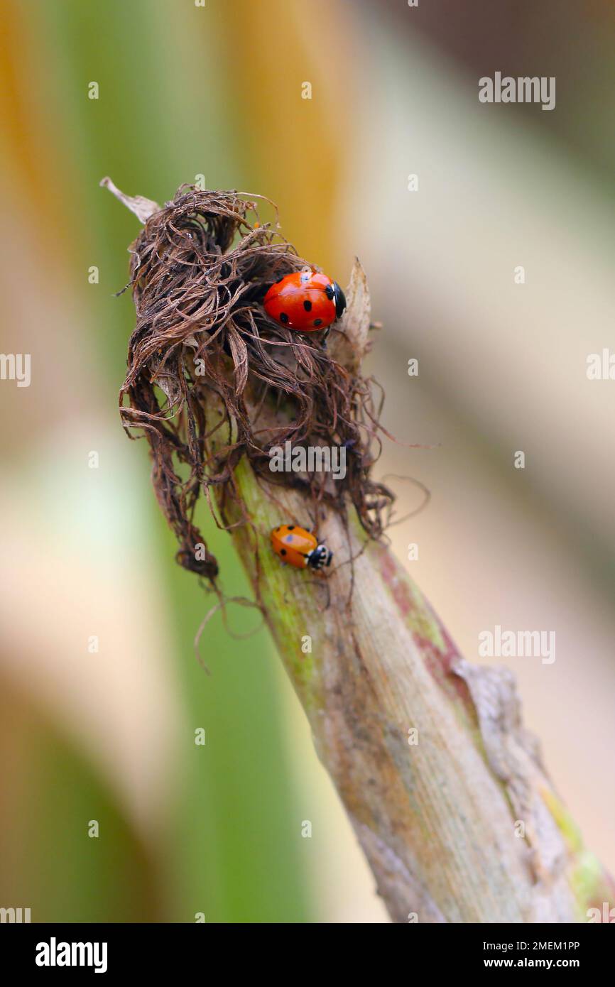 Different species of ladybug on the cob, hunting for aphids Stock Photo ...