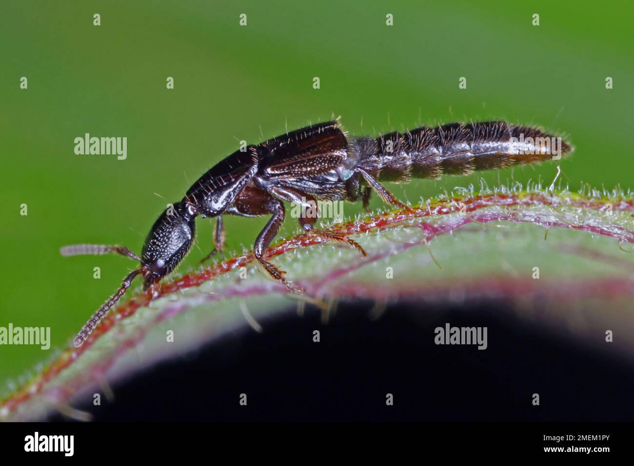 Rove beetle – Xantholinus (Staphylinidae) on plant, macro photo, are ...