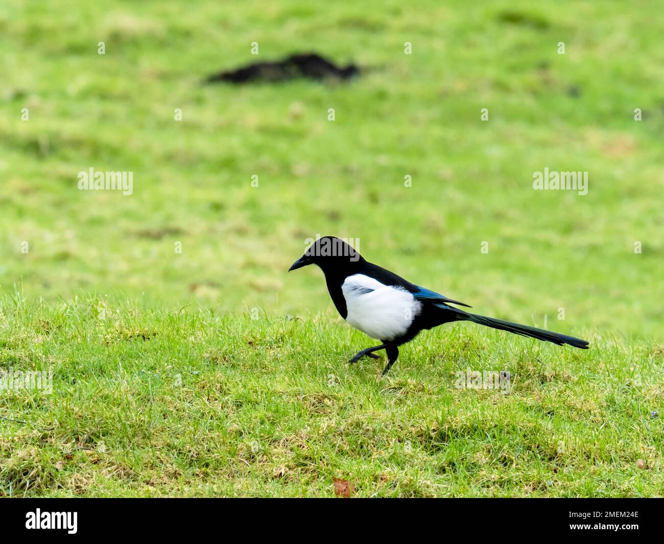 A Magpie, Pica pica, at Leighton Moss, Silverdale, Lancashire, UK Stock ...