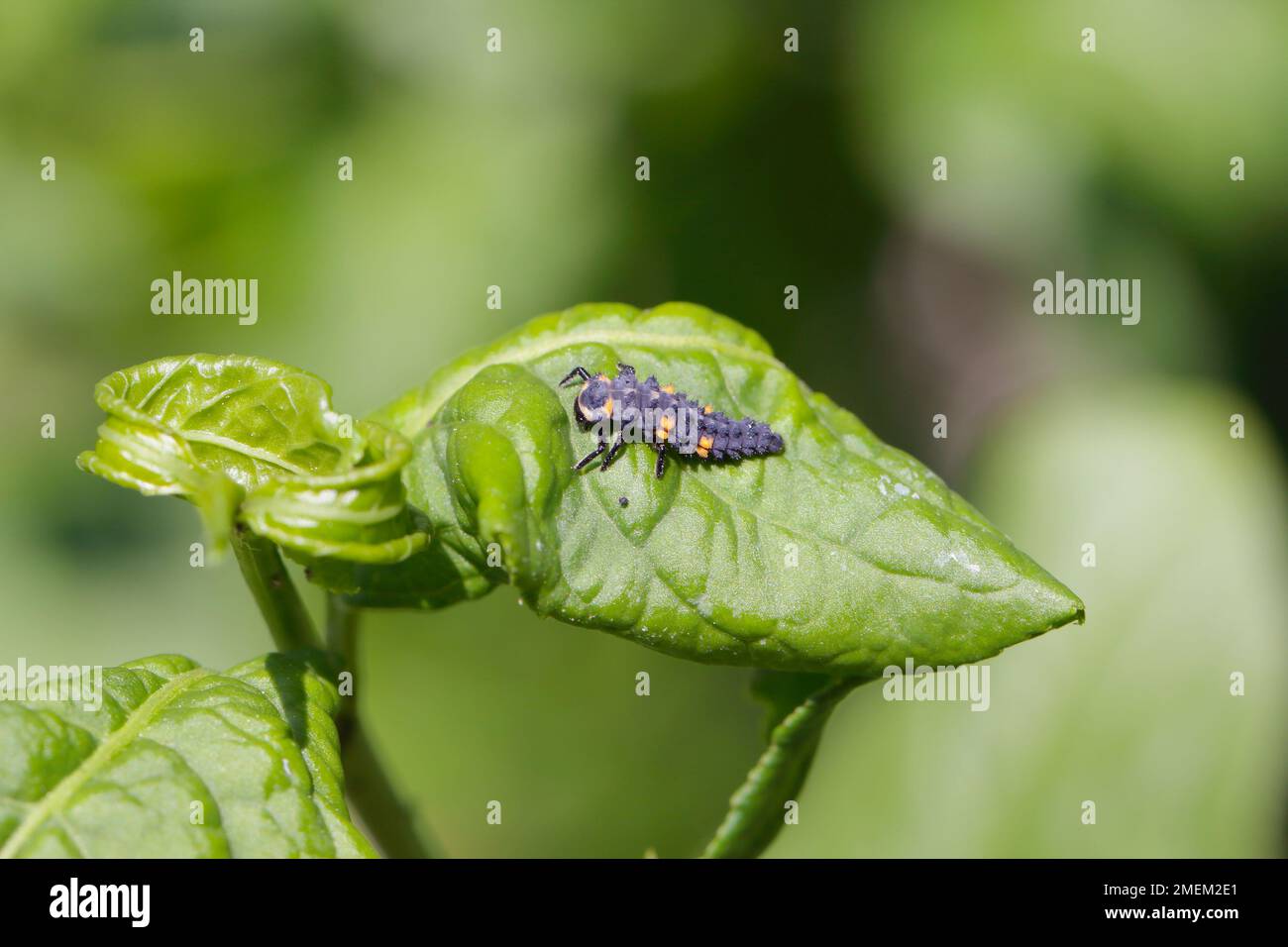 ladybug larva on a leaf rolled by feeding aphids. The larva is a useful ...