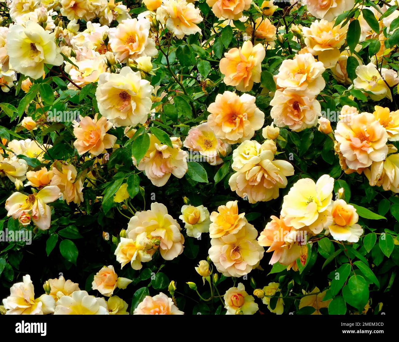 A beautiful shrub of Crepuscule rose Stock Photo - Alamy