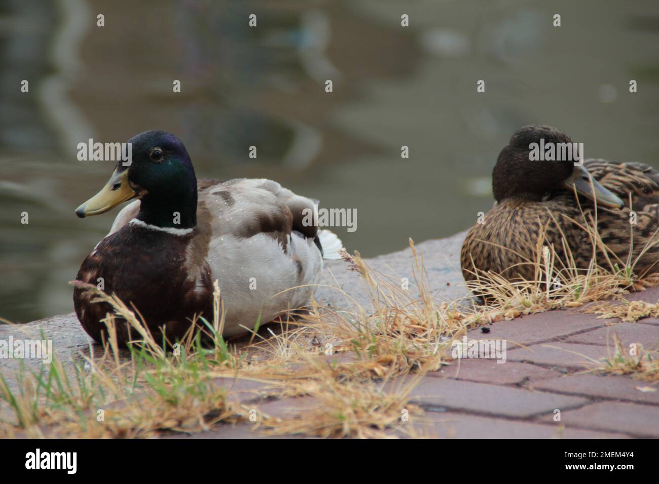 A couple of mallards resting on the lakeshore Stock Photo - Alamy