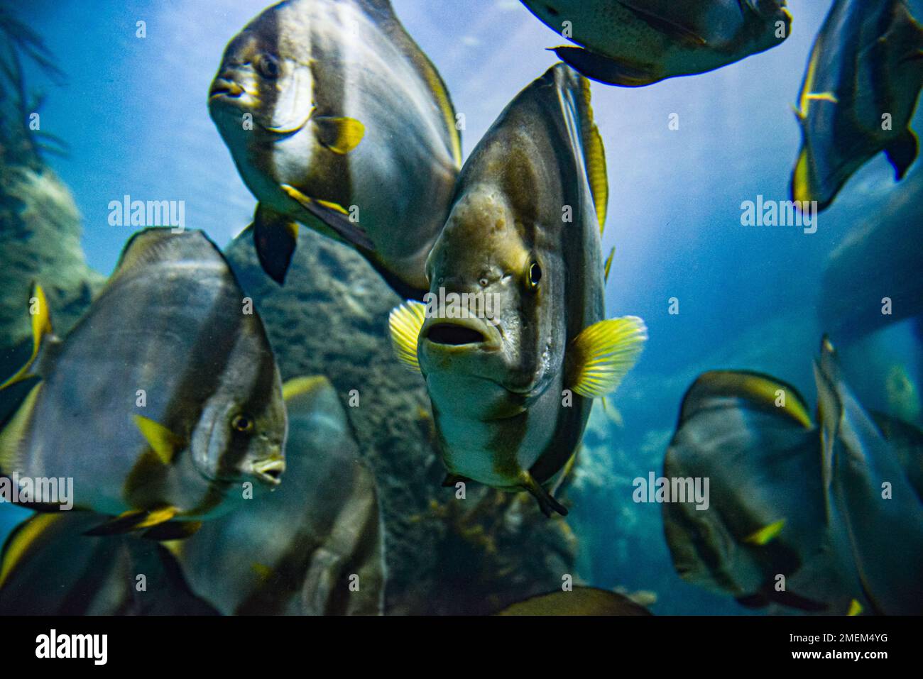 Closeup teira batfish swimming hi-res stock photography and images - Alamy