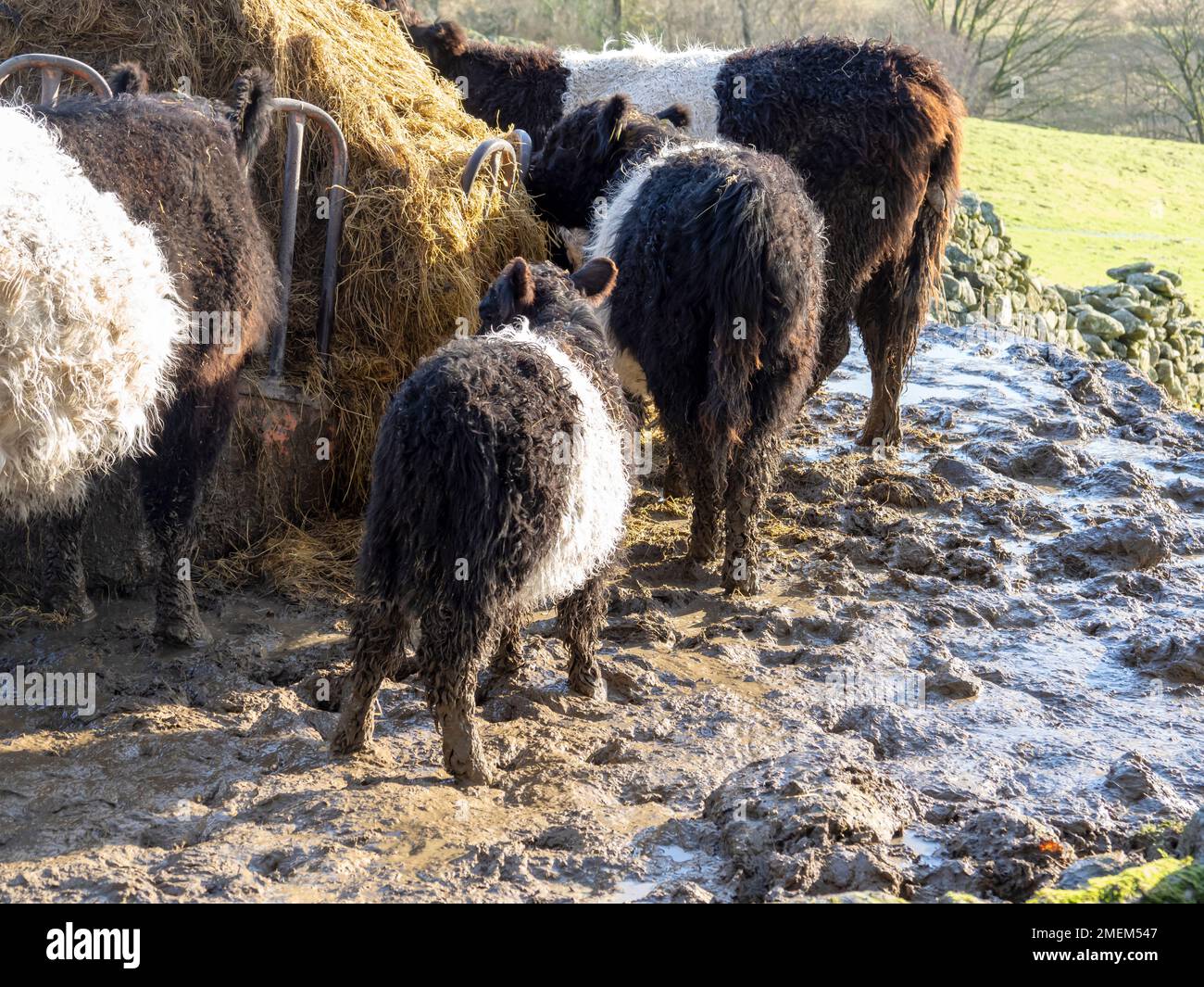 Belted Galloway cows feeding on fodder in Ambleside, Lake District, UK ...