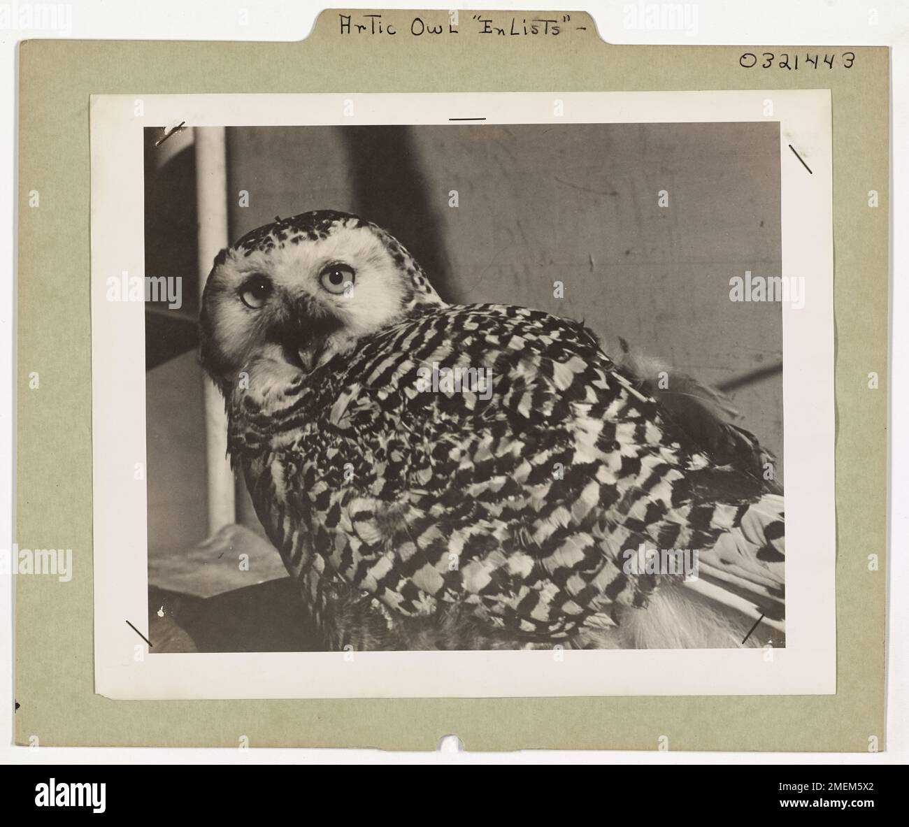 An Arctic owl, affectionately called 'Banjo Eyes' by the crew, becomes ...