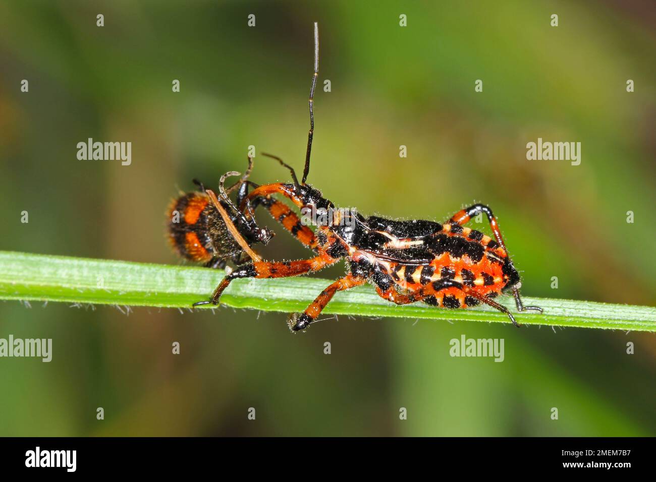 Larva of Rhynocoris iracundus with hunted beetle (Coleoptera). It is a species of assassin and ...