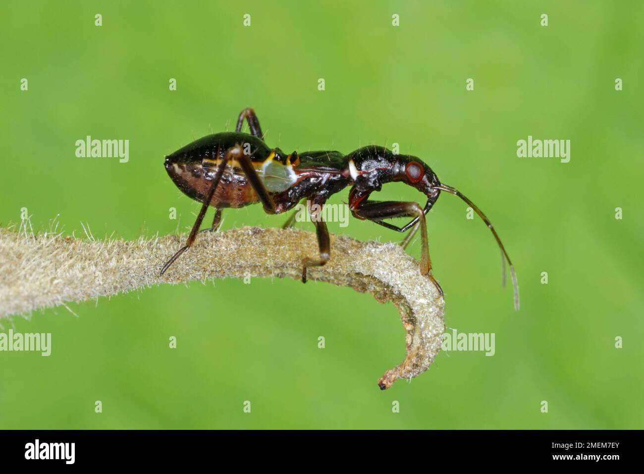 Carnivorous larva hi-res stock photography and images - Alamy