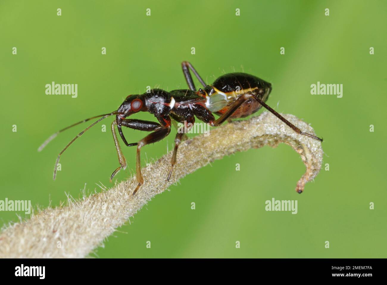 Young predatory larva, nymph of Reduviidae Stock Photo - Alamy