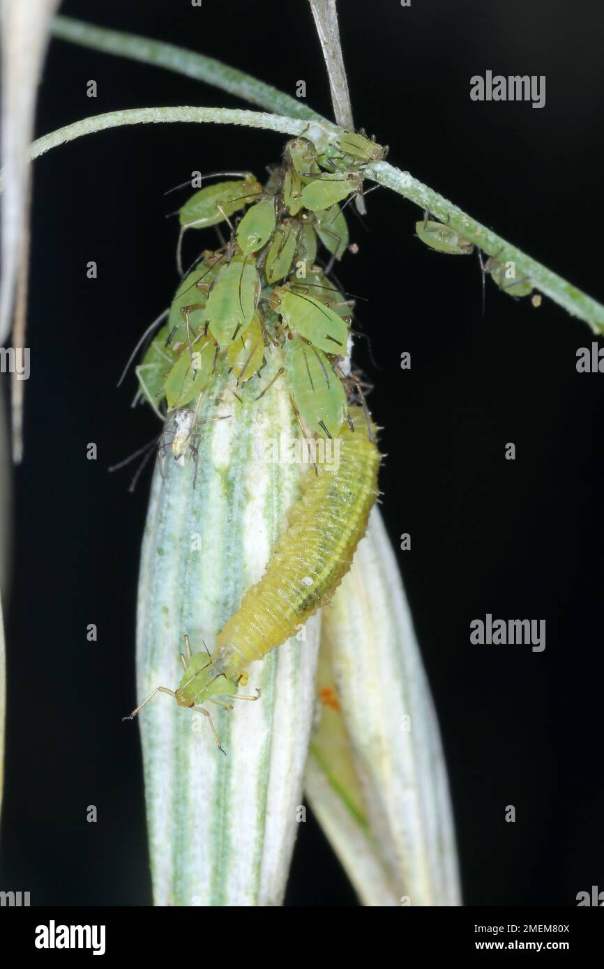 Larva of Hoverflies called flower flies or syrphid flies, of the insect ...