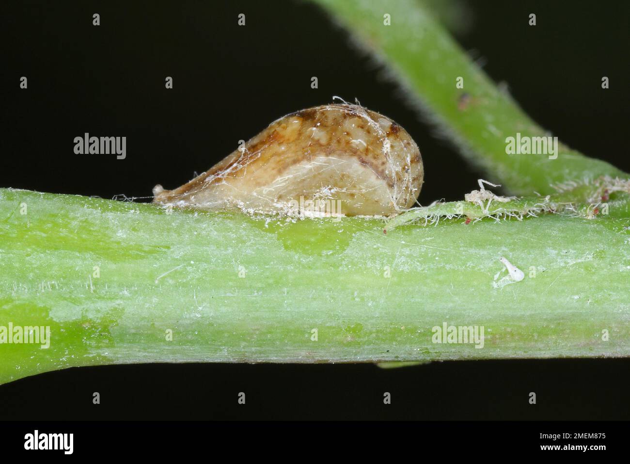 Pupa of Hoverflies called flower flies or syrphid flies, make up the ...