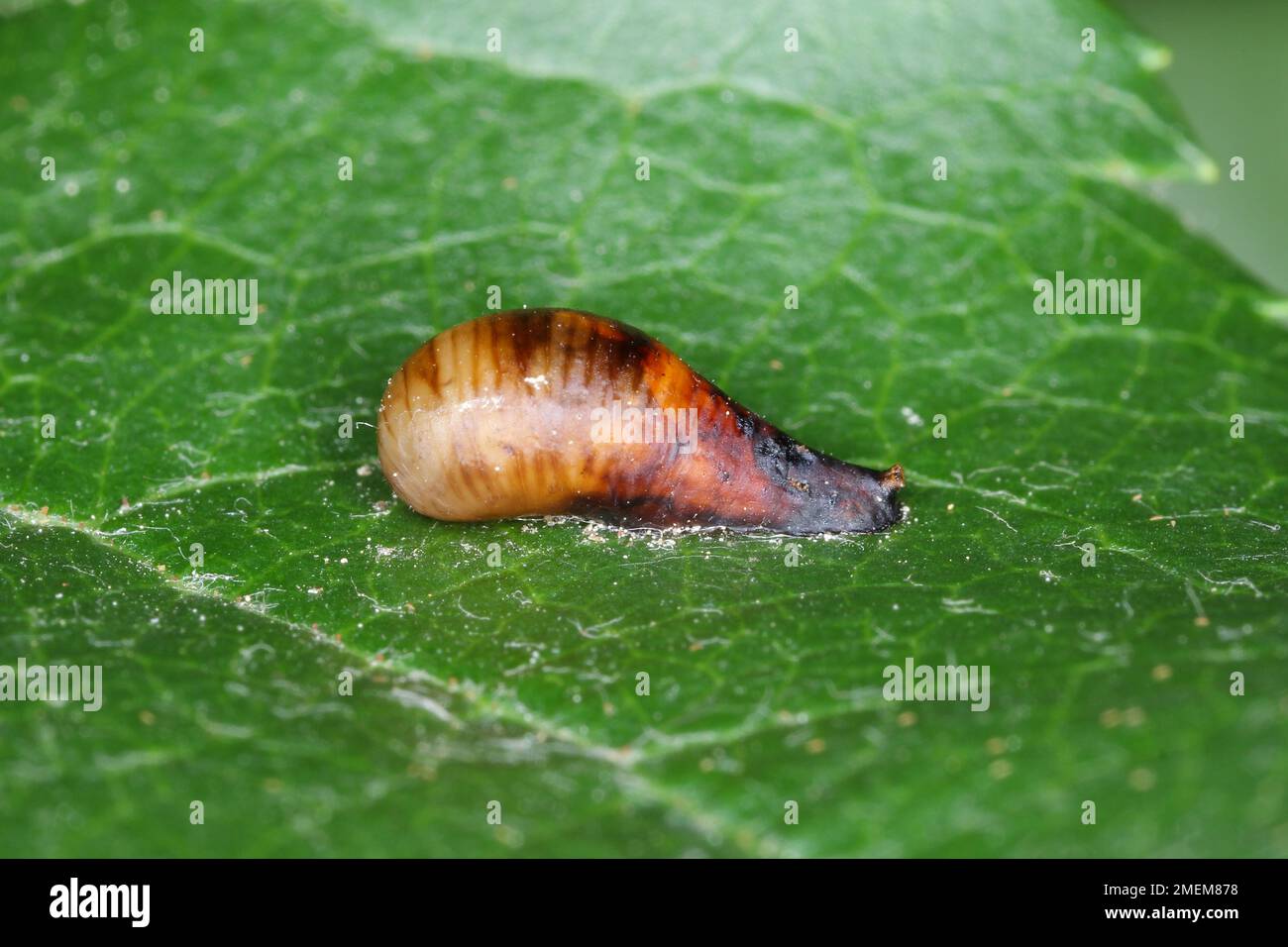 Pupa of Hoverflies called flower flies or syrphid flies, make up the ...