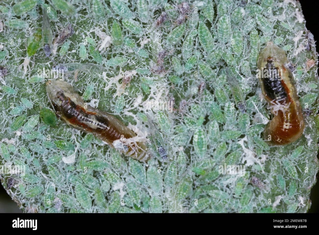 Larva of Hoverflies called flower flies or syrphid flies, of the insect ...