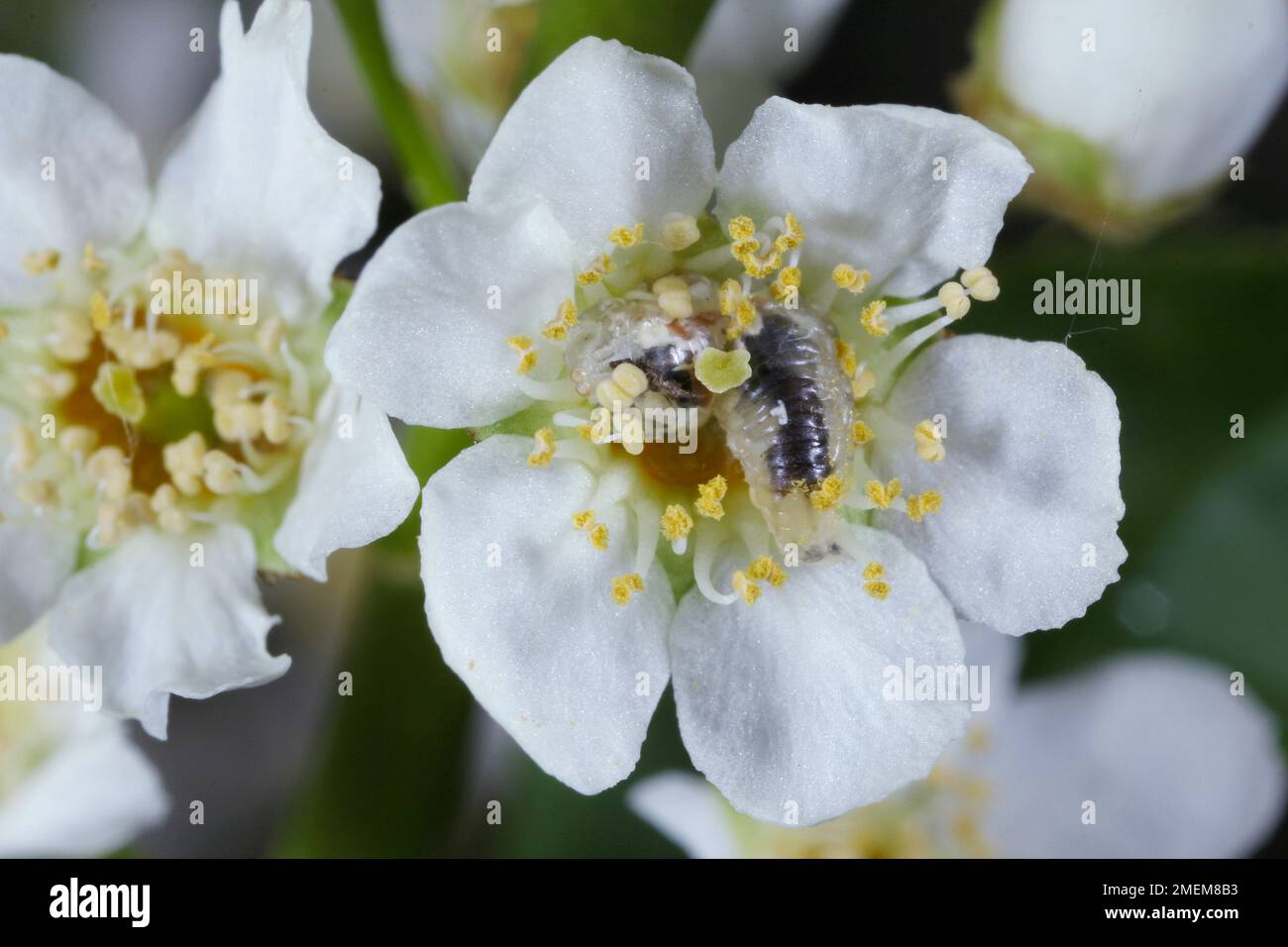 hoverflies, hover flies, syrphid flies, flower flies (Syrphidae ...
