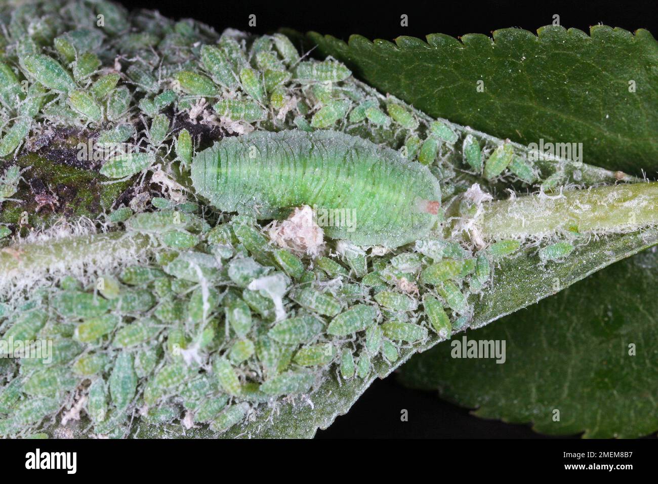 Larva of Hoverflies called flower flies or syrphid flies, of the insect ...