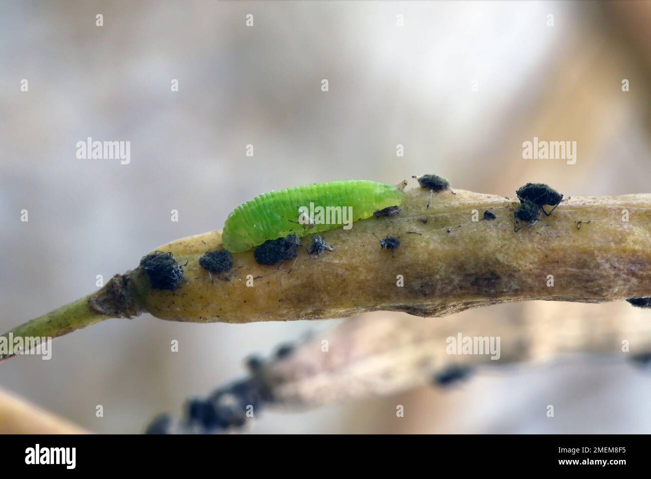 Larva of Hoverflies called flower flies or syrphid flies, of the insect ...