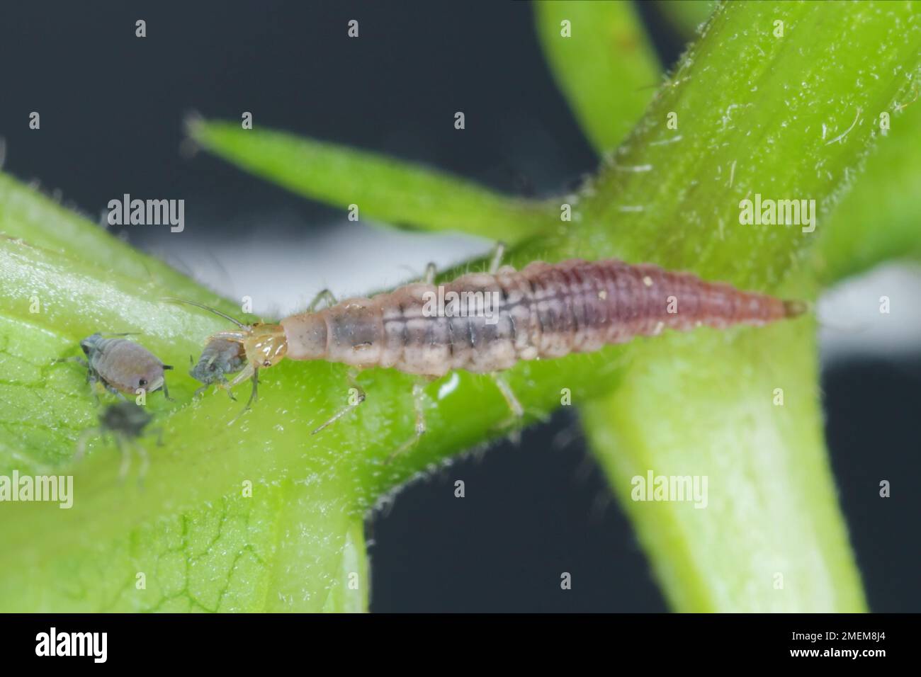 Green Lacewing (Chrysopa perla) hunting for aphids. It is an insect in ...