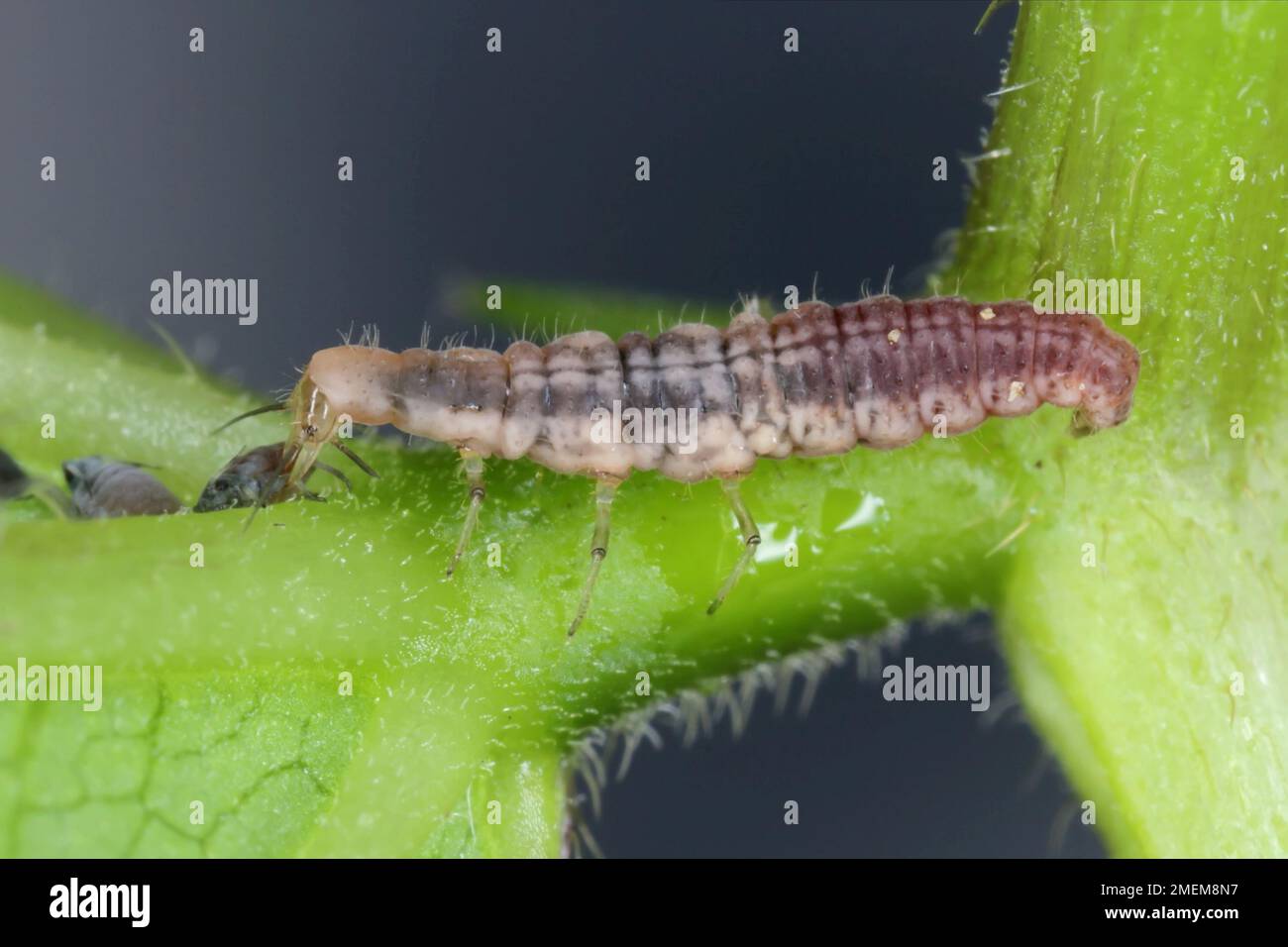 Green Lacewing (Chrysopa perla) hunting for aphids. It is an insect in ...