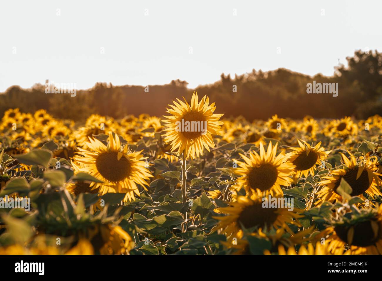 Beautiful panoramic view of a field of sunflowers in the light of the ...